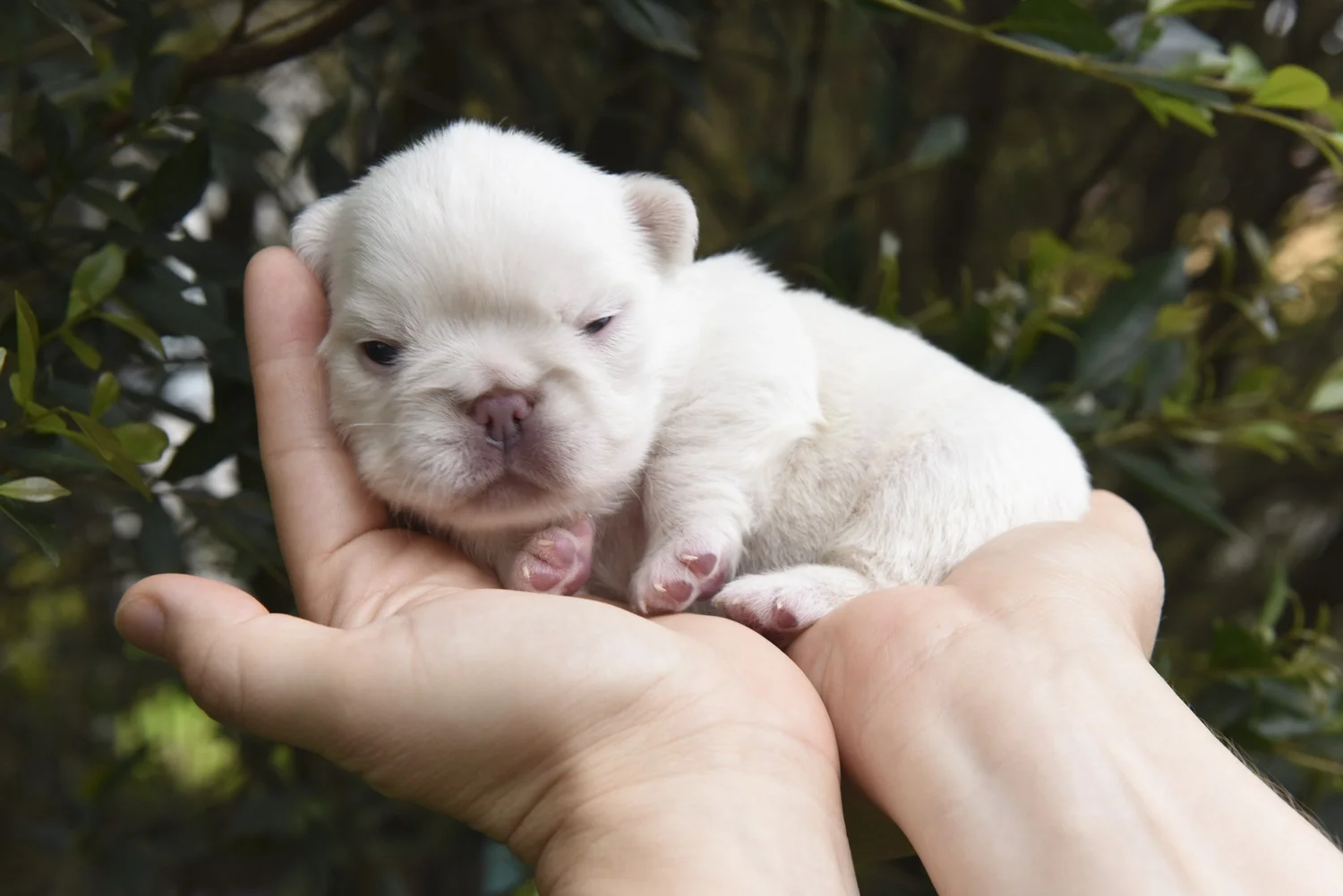 AVAILABLE — Famous Frenchies Australia