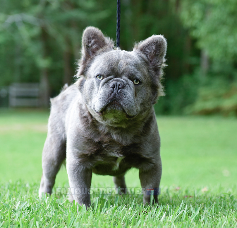 Past Litters — Famous Frenchies Australia