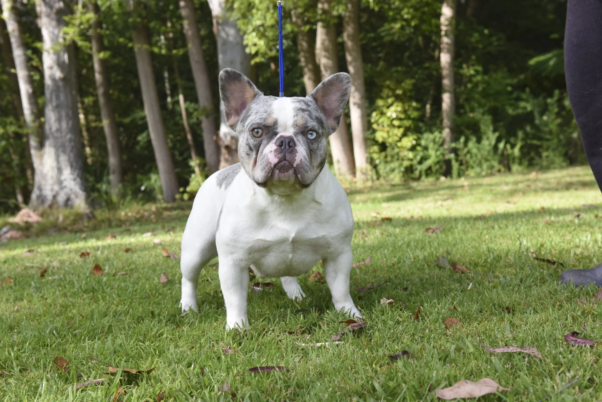 AVAILABLE — Famous Frenchies Australia