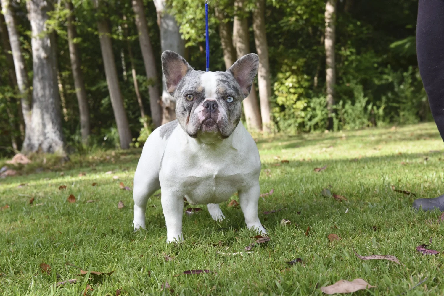 AVAILABLE — Famous Frenchies Australia