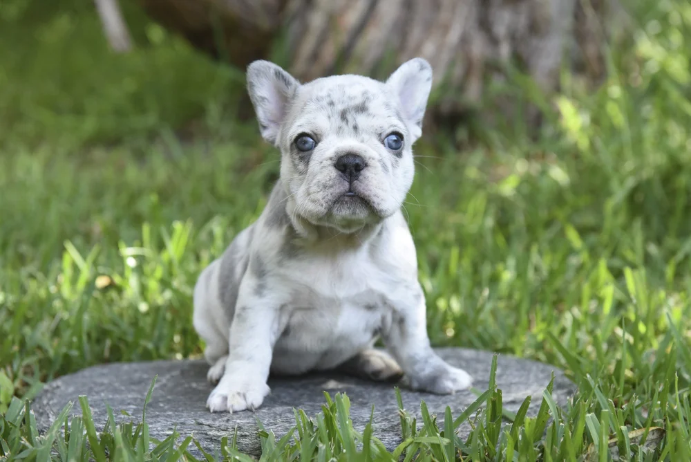 AVAILABLE — Famous Frenchies Australia
