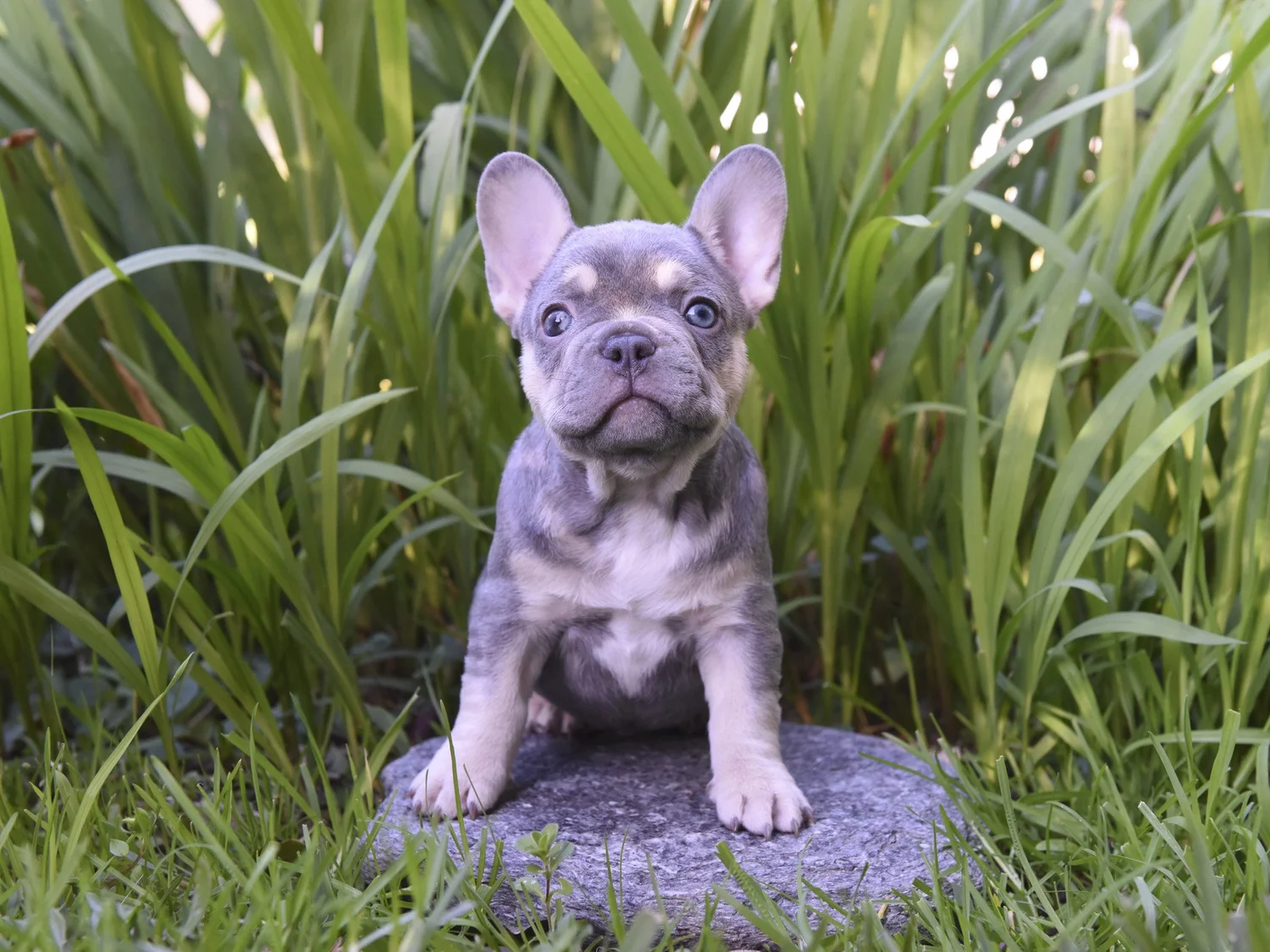 AVAILABLE — Famous Frenchies Australia
