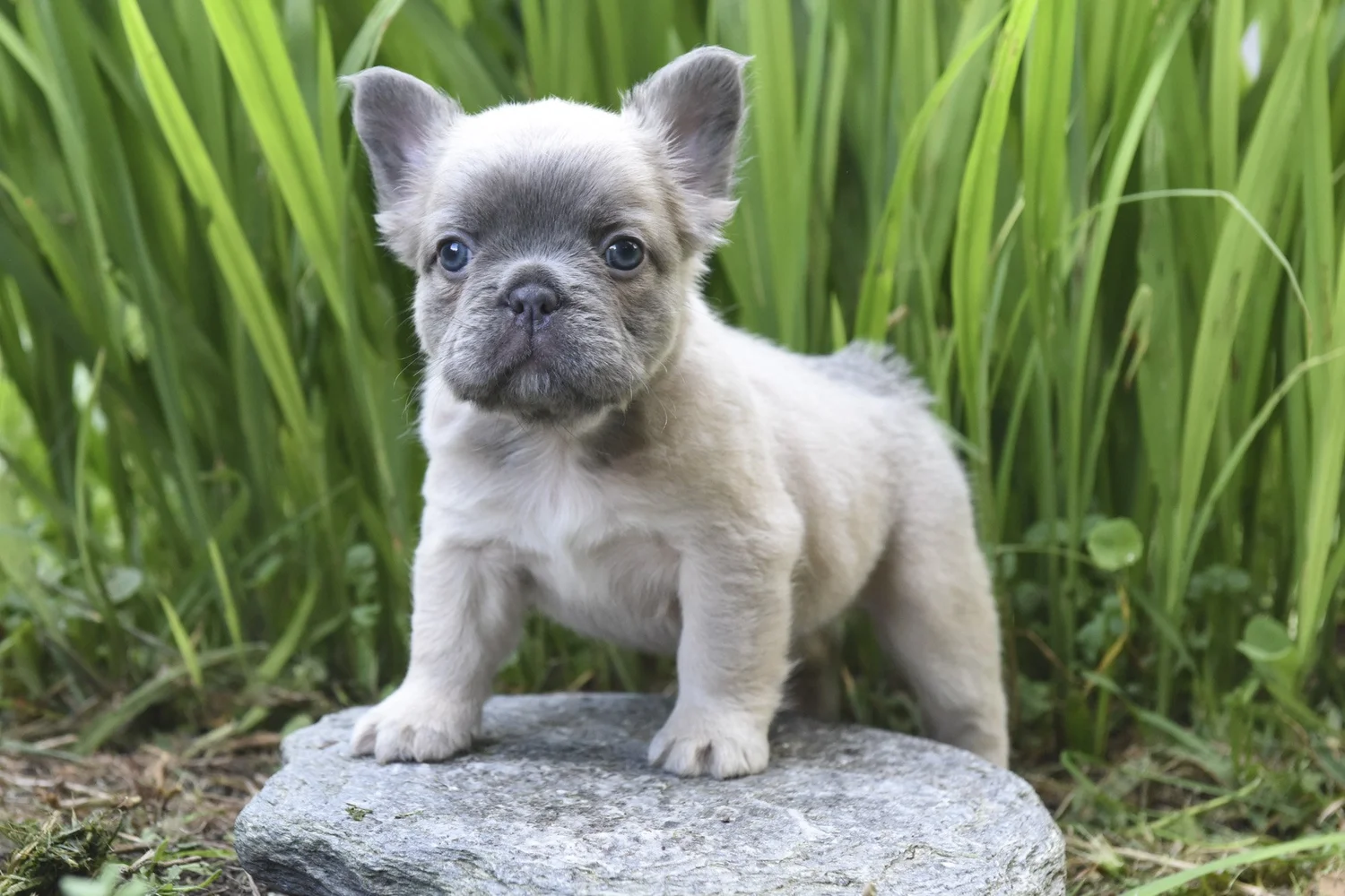 AVAILABLE — Famous Frenchies Australia