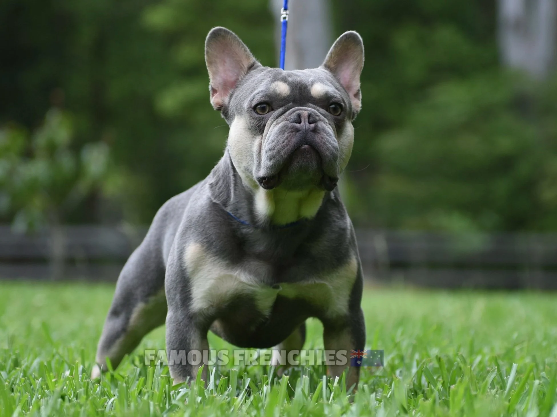 STUDS — Famous Frenchies Australia