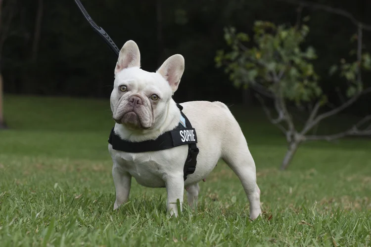 AVAILABLE — Famous Frenchies Australia