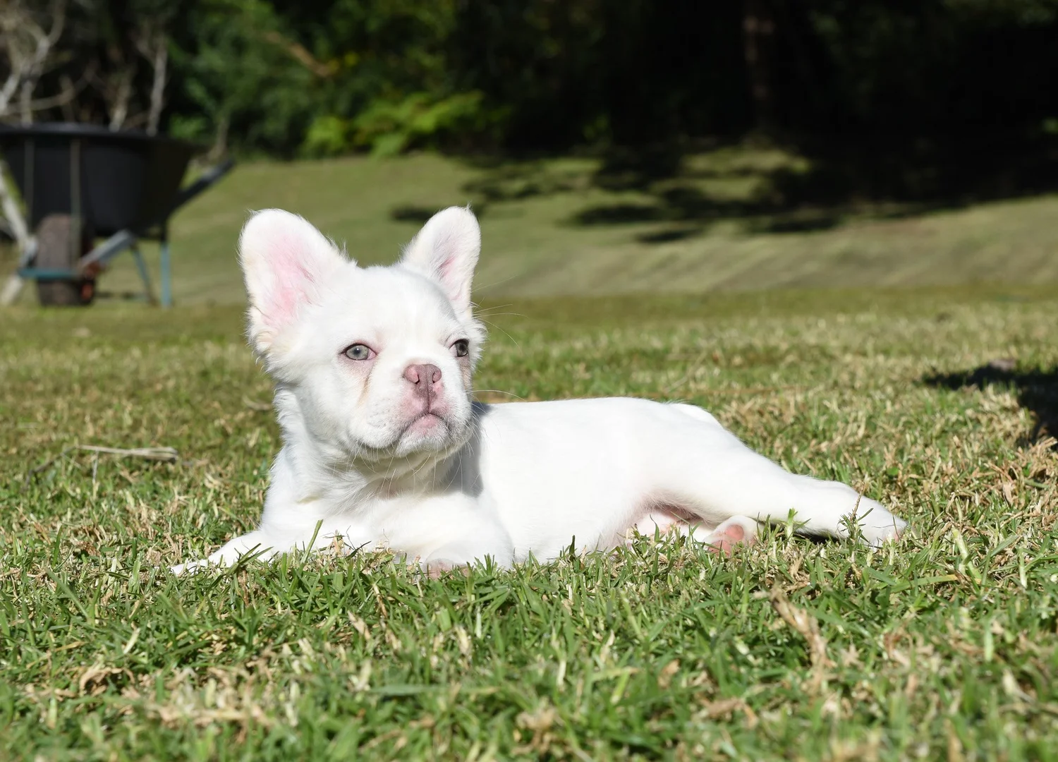 AVAILABLE — Famous Frenchies Australia