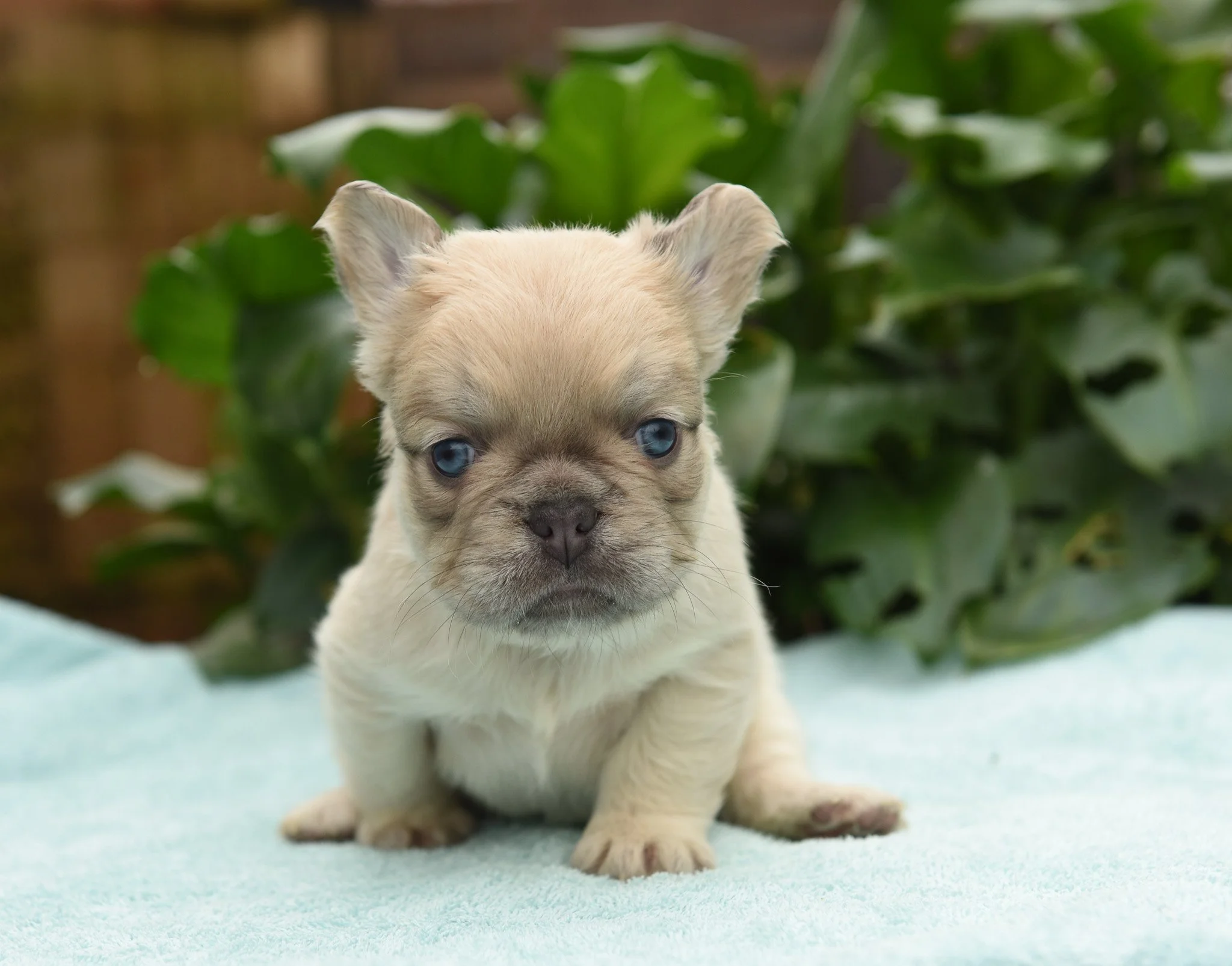 AVAILABLE — Famous Frenchies Australia