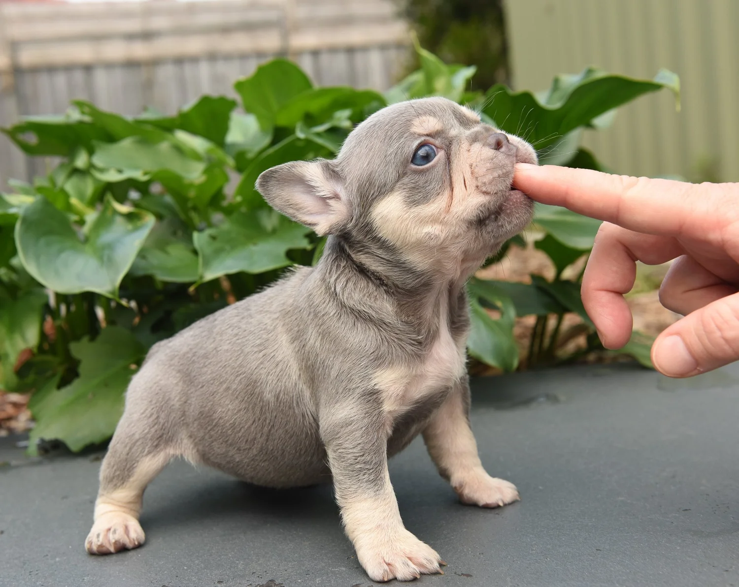AVAILABLE — Famous Frenchies Australia