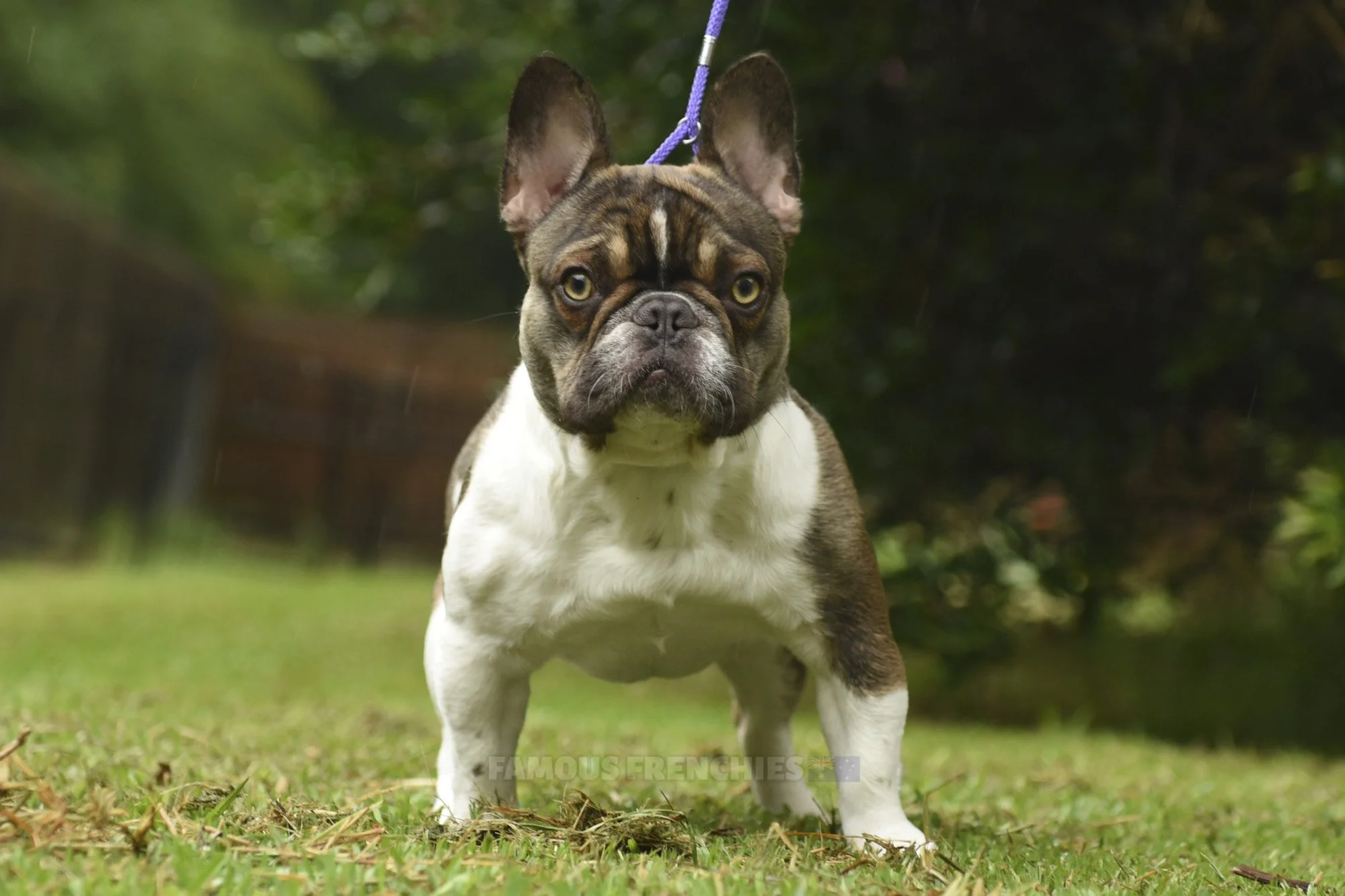 STUDS — Famous Frenchies Australia