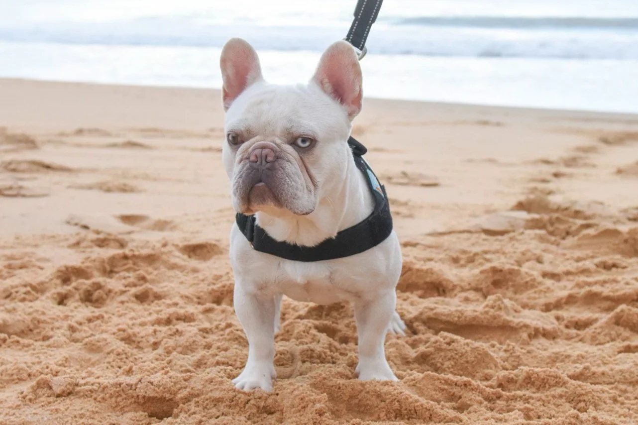 STUDS — Famous Frenchies Australia