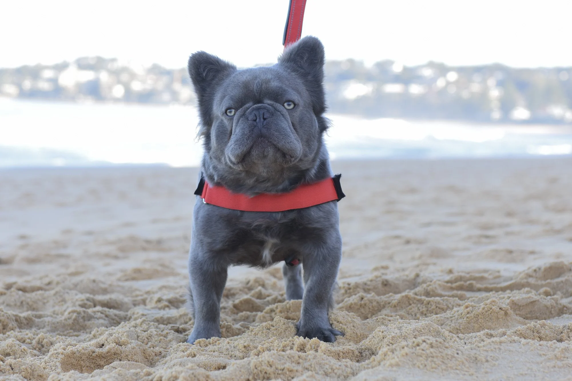 AVAILABLE — Famous Frenchies Australia