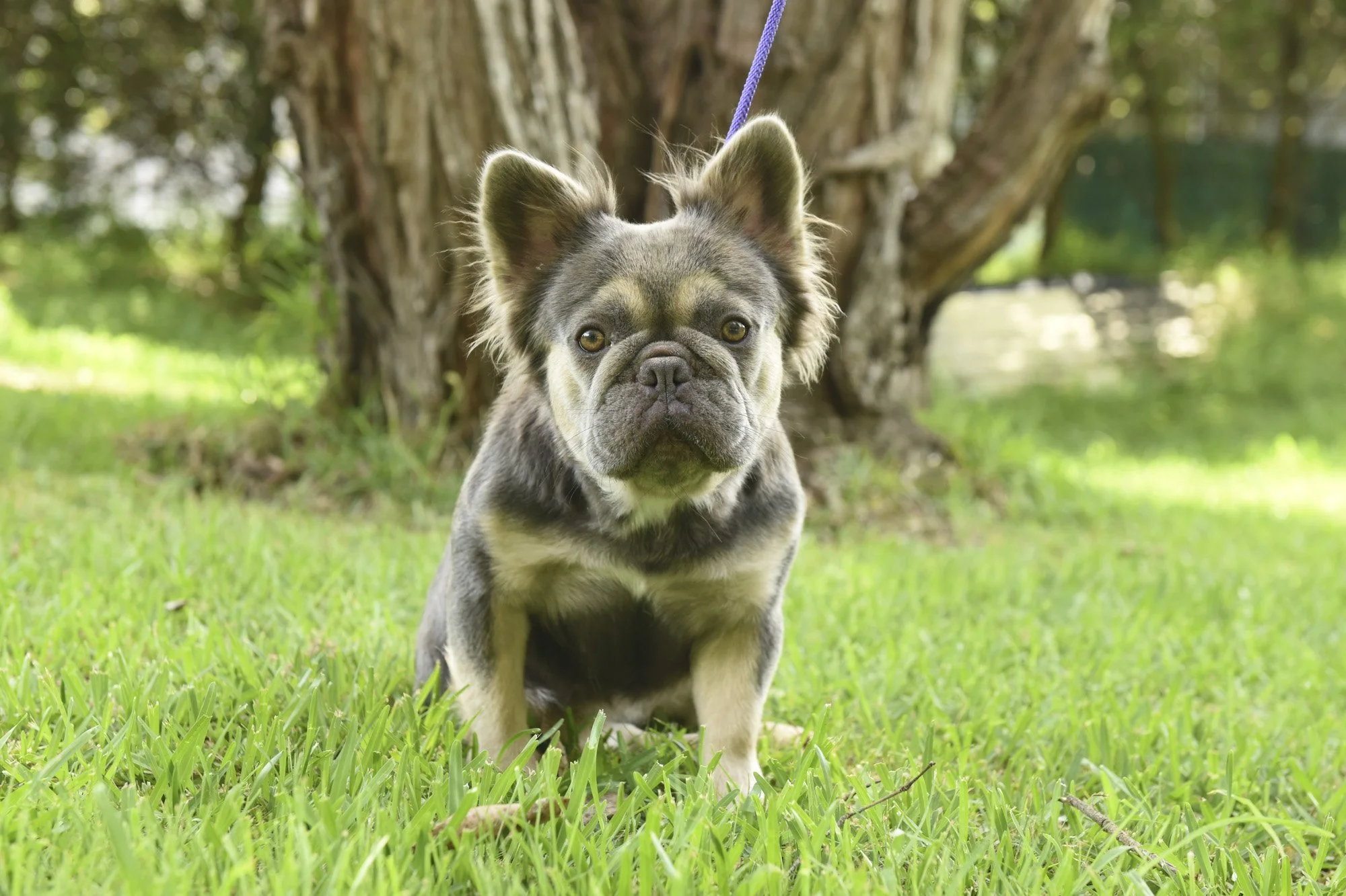 DAMS — Famous Frenchies Australia