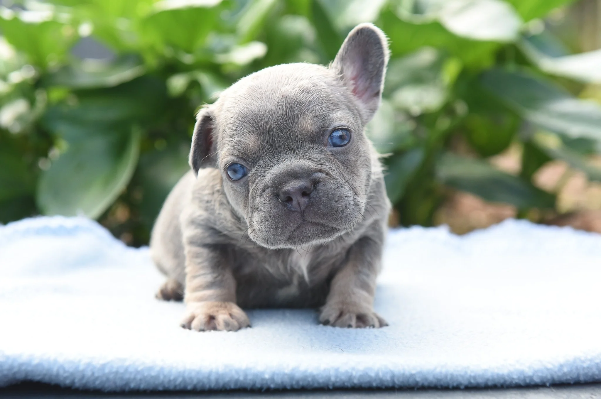 AVAILABLE — Famous Frenchies Australia