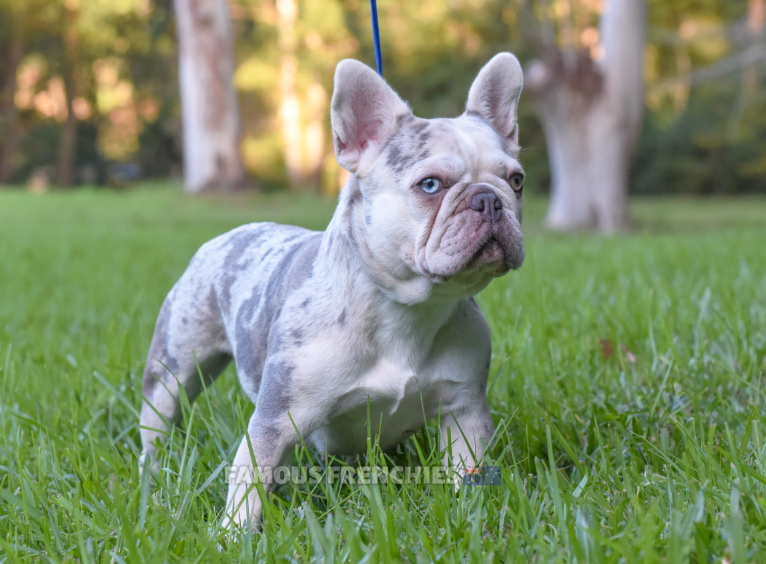 DAMS — Famous Frenchies Australia