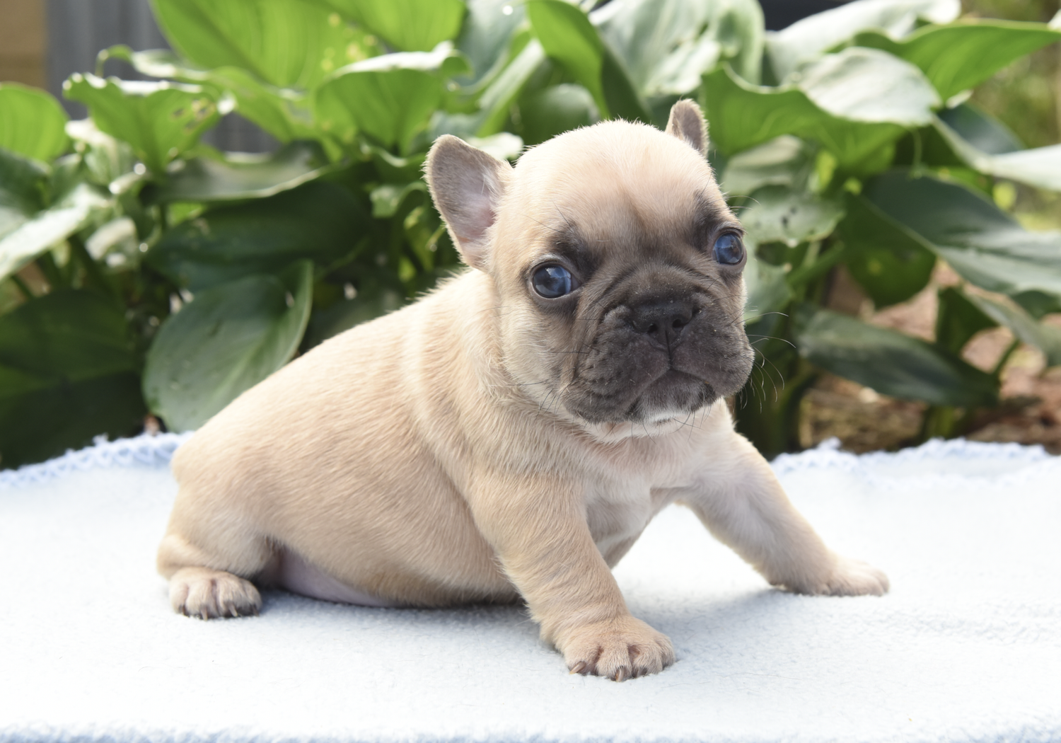 AVAILABLE — Famous Frenchies Australia