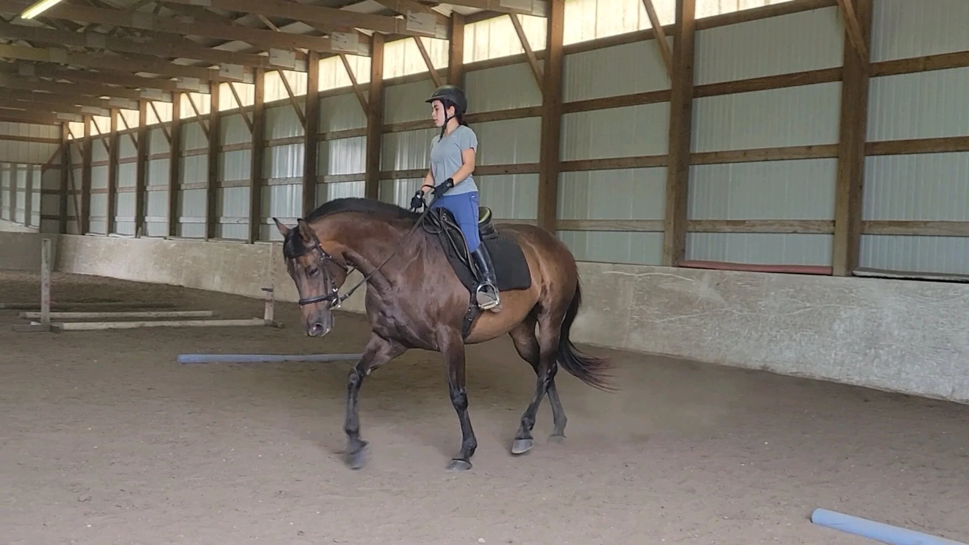 Classifieds — Kansas City Dressage Society