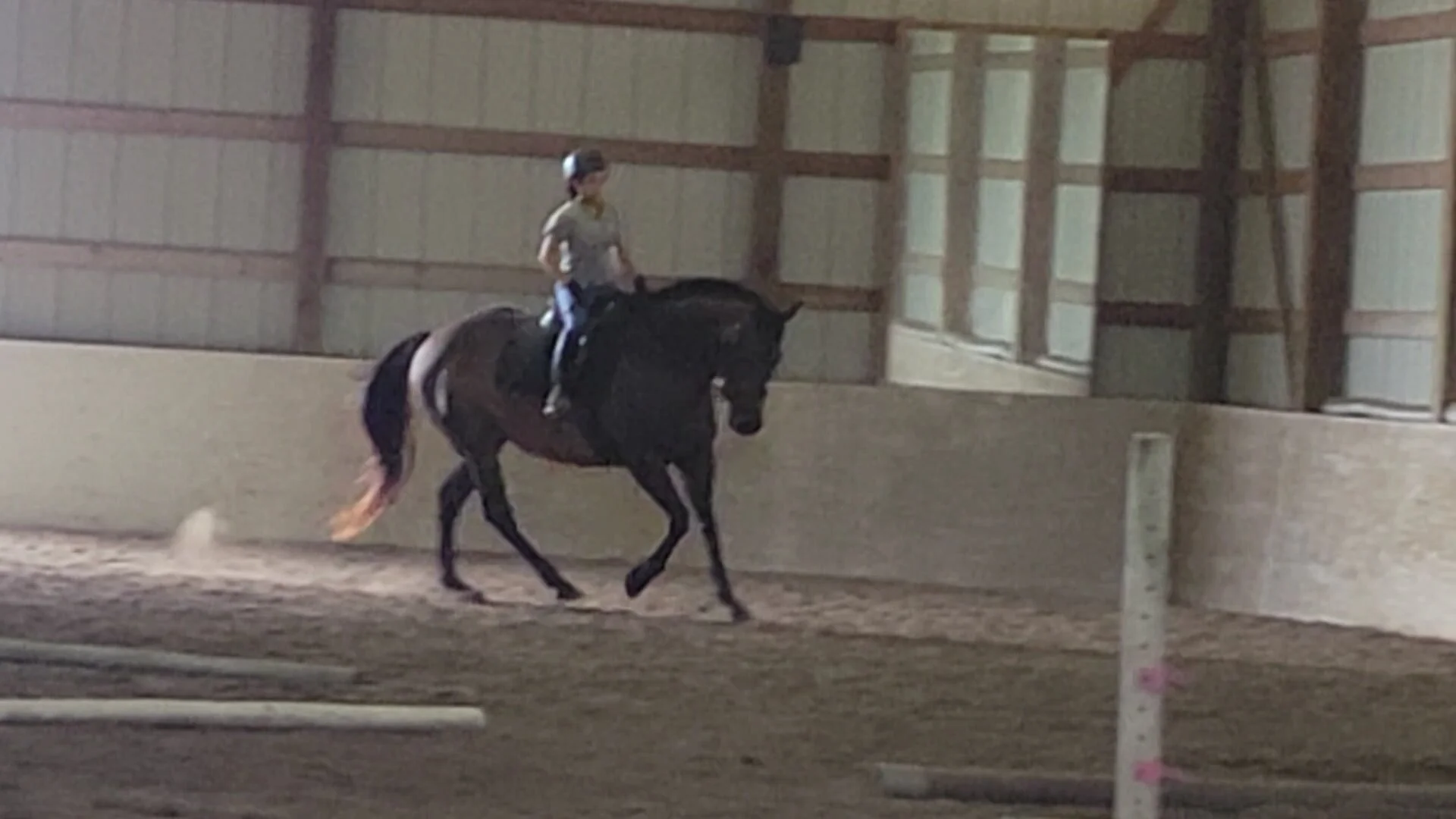 Classifieds — Kansas City Dressage Society