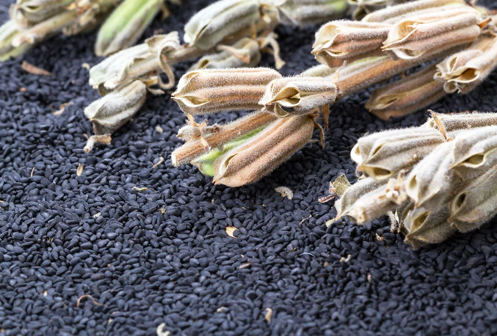 POPLA INTERNATIONAL, INC.