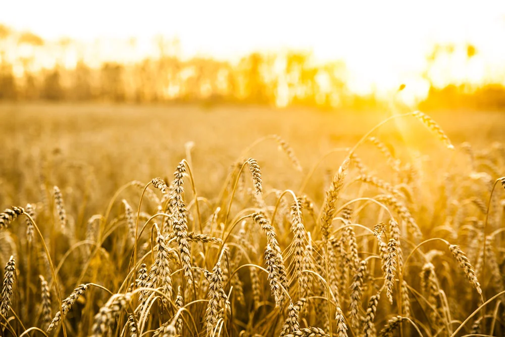 FOOD MANUFACTURER IN SOUTHERN CALIFORNIA