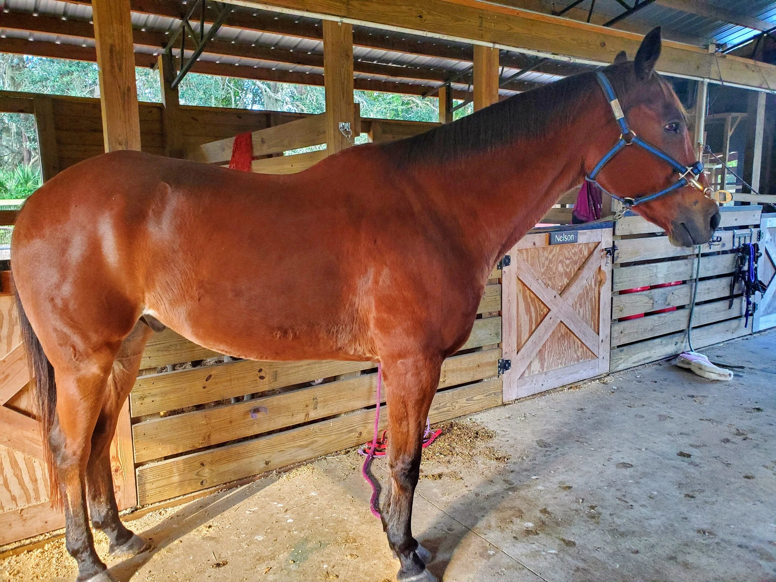 Horses — Cheyne Ranch