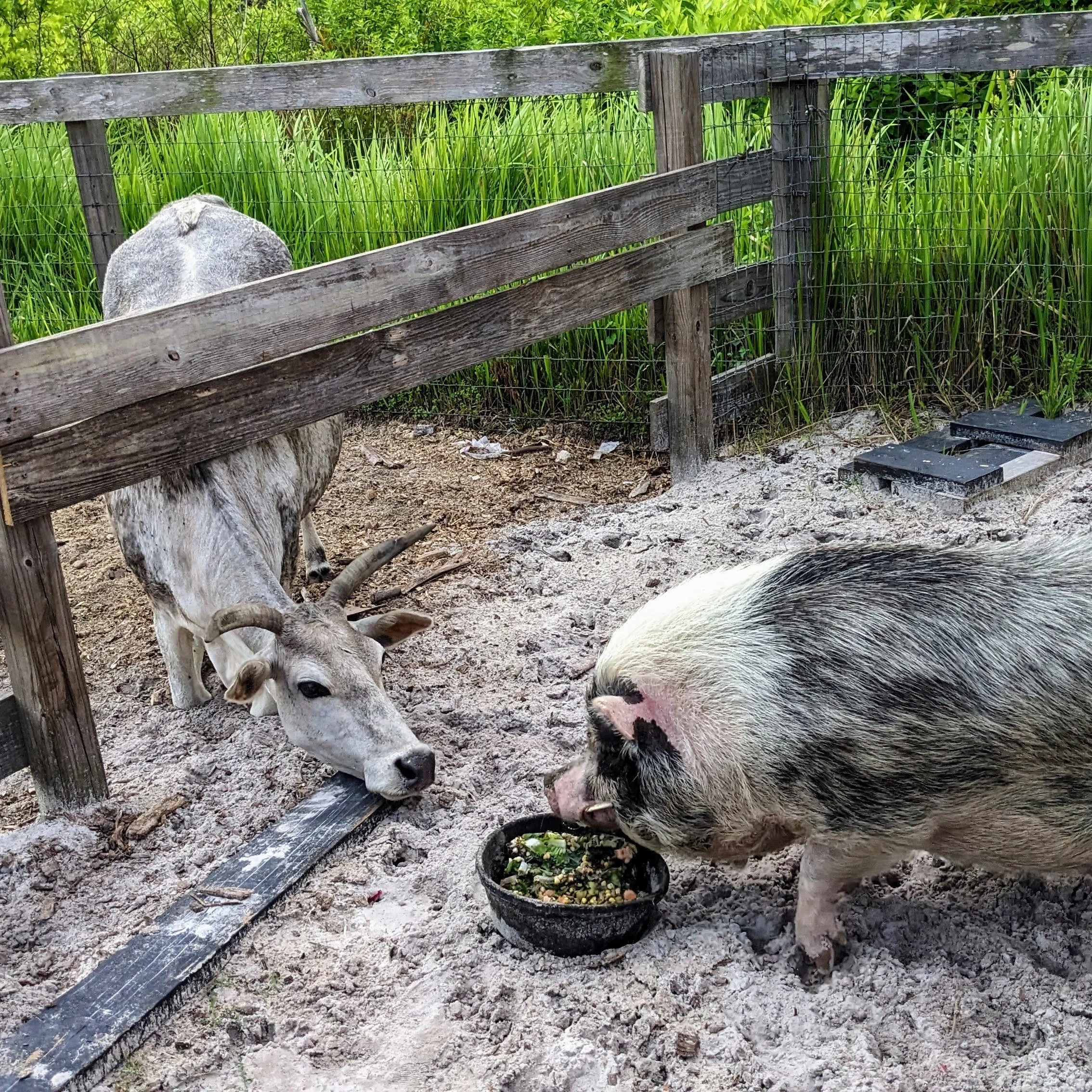 Hello Fall STUDENTS! Lots of good info — Cheyne Ranch