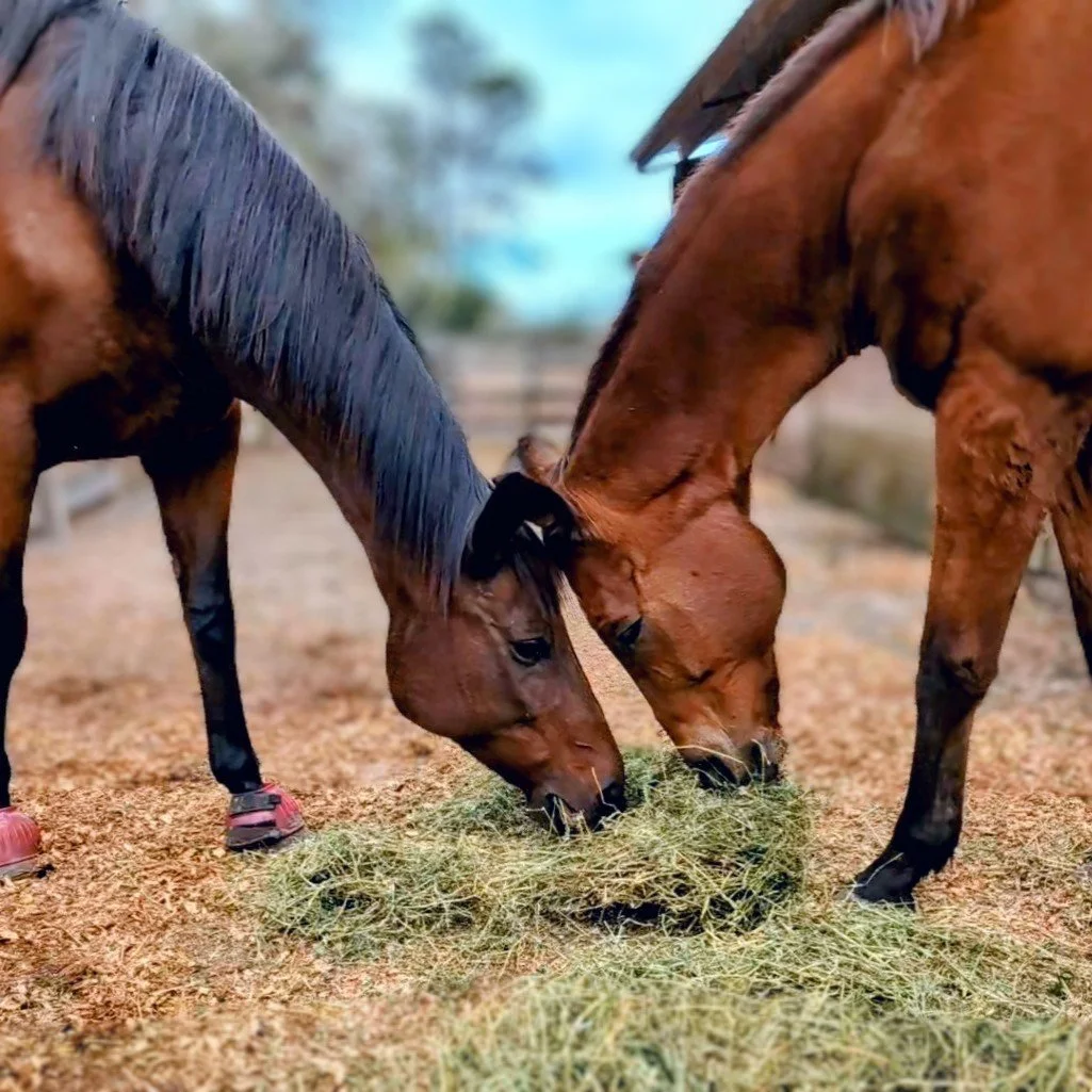 November News! — Cheyne Ranch