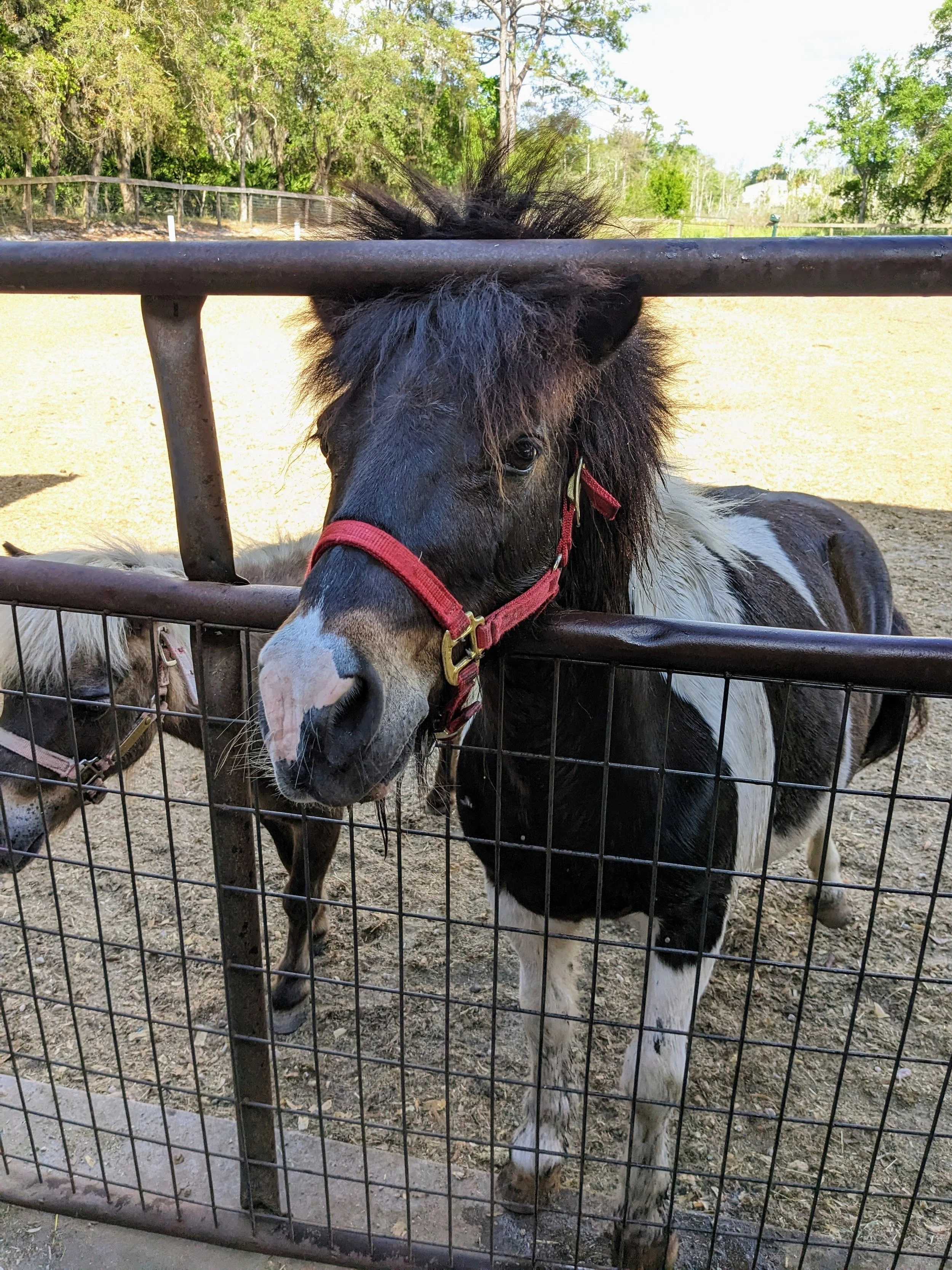 Treasures — Cheyne Ranch
