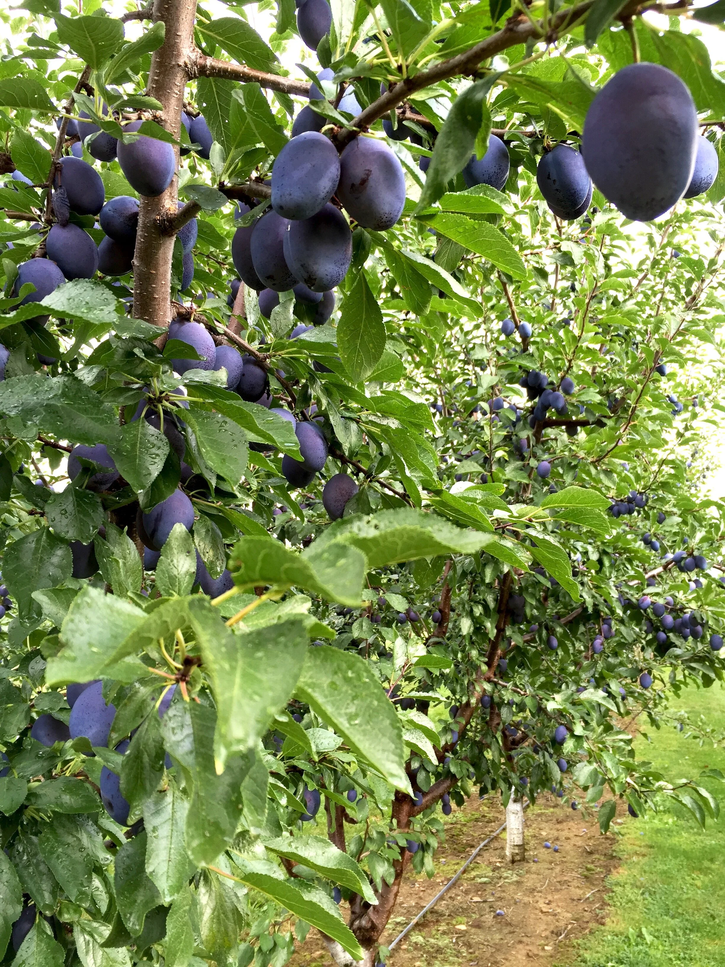 Our Fruit - Dawson's Orchards, Inc.