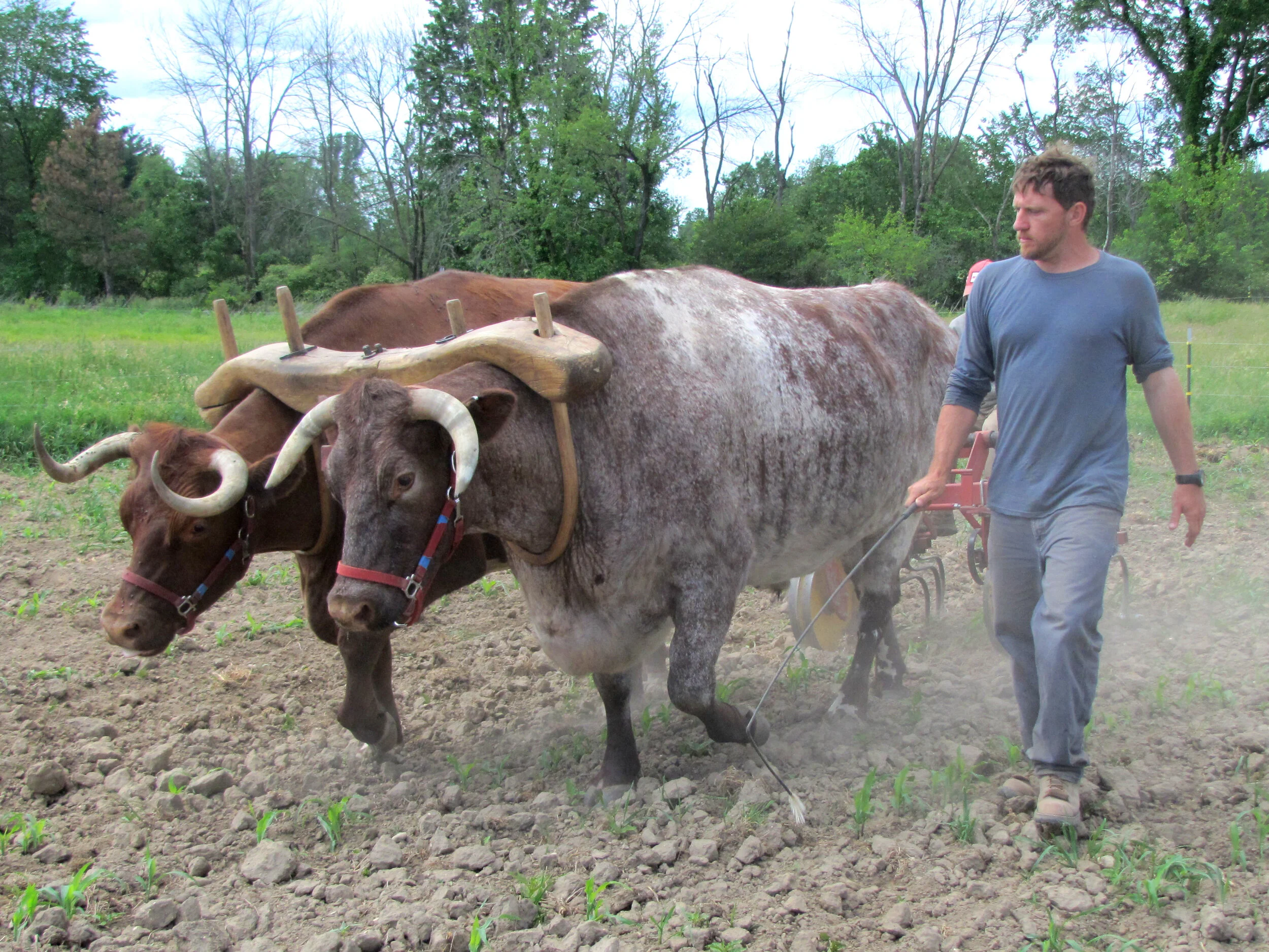 Learn how to work and farm with a team of oxen. — Tillers International