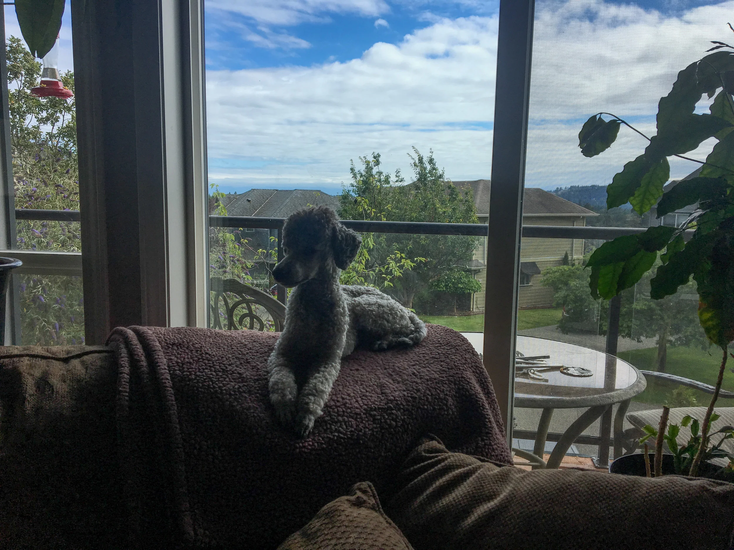 How We Became Trusted House-Sitters — Adventures Kotli