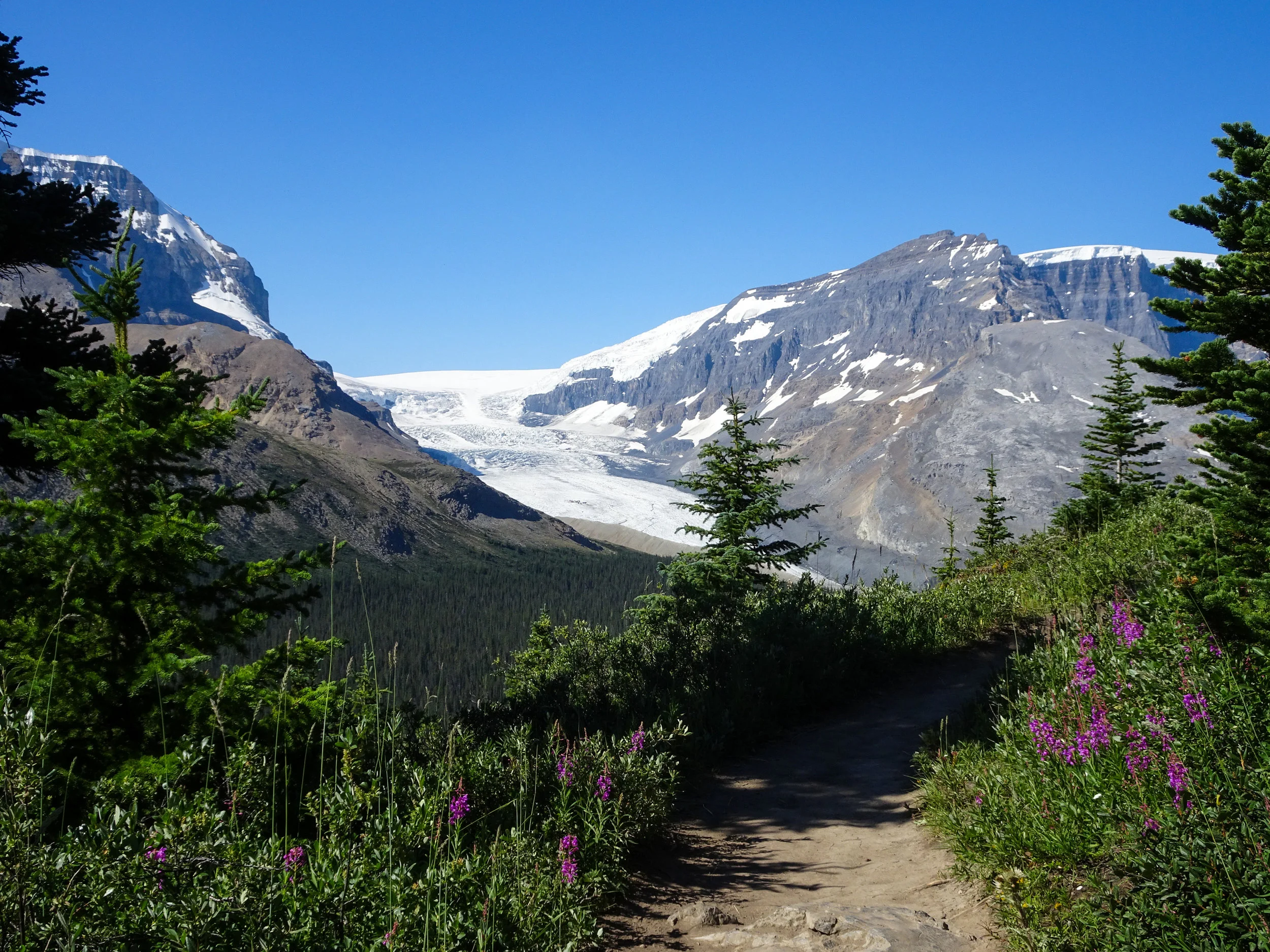 Wilcox Pass Jasper National Park Wilcox Pass: Superb Hike On The