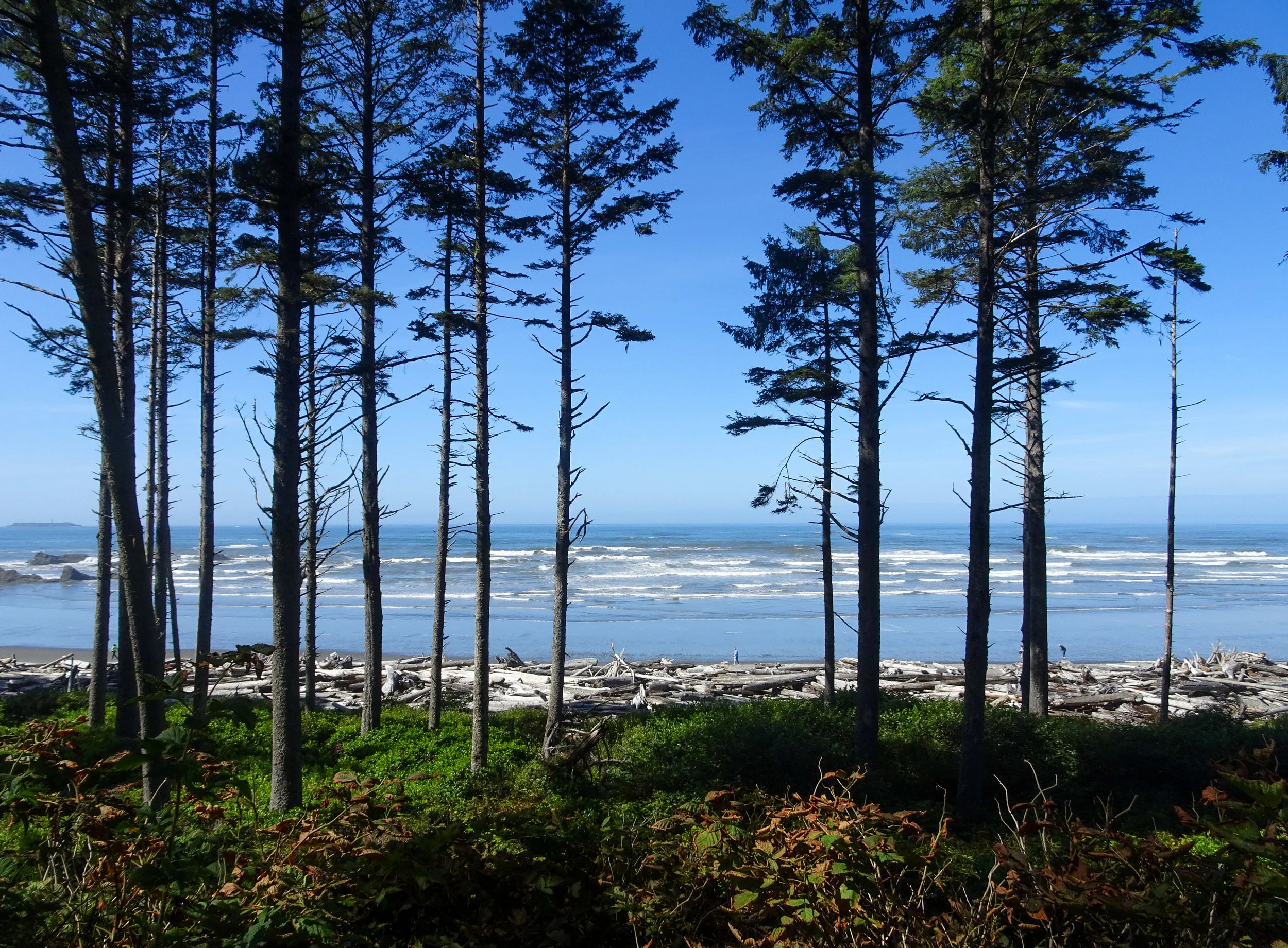 Pacific Coast Highway Points of Interest: Washington State — Adventures ...