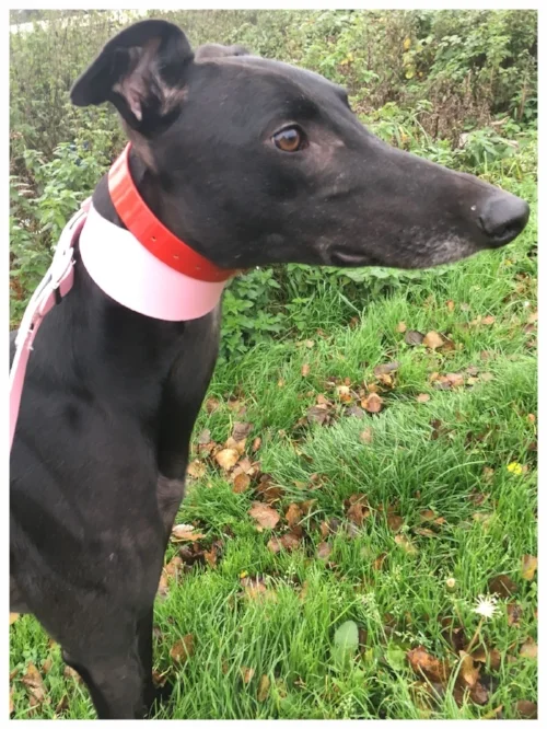 Meet Jack — Greyhound Rescue