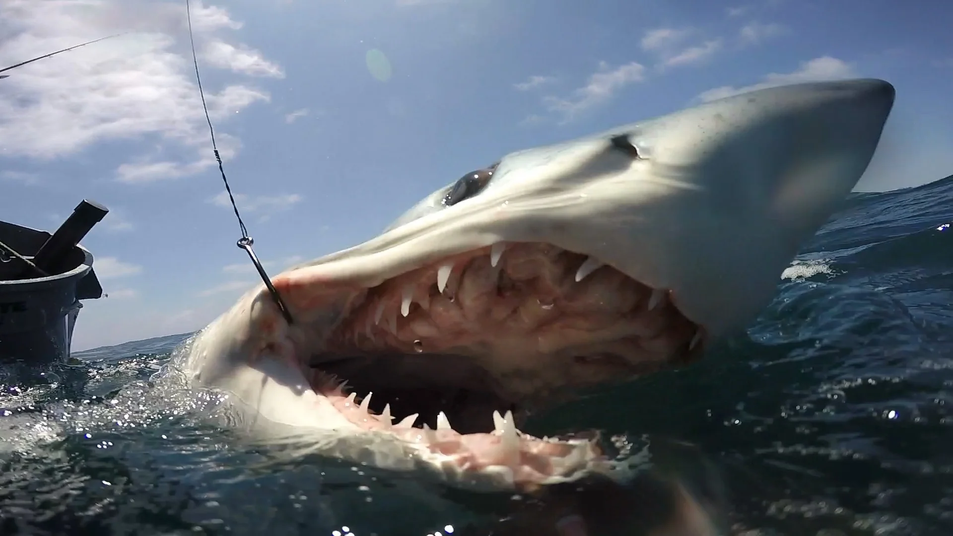 California Shark Fishing