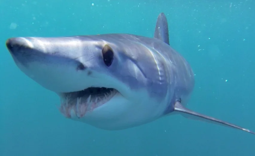 San Diego shark fishing captains — California Shark Fishing