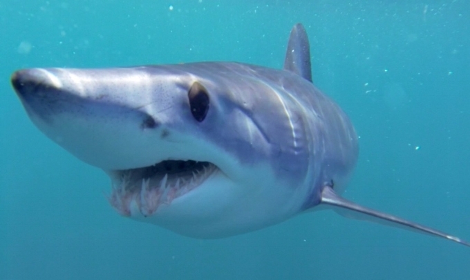California Shark Fishing