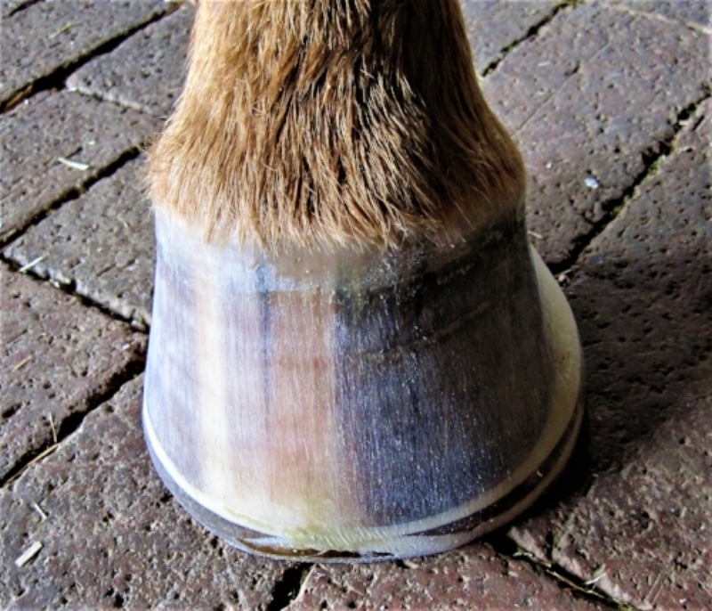 Selecting The Right Shoe — Polyflex Horseshoes