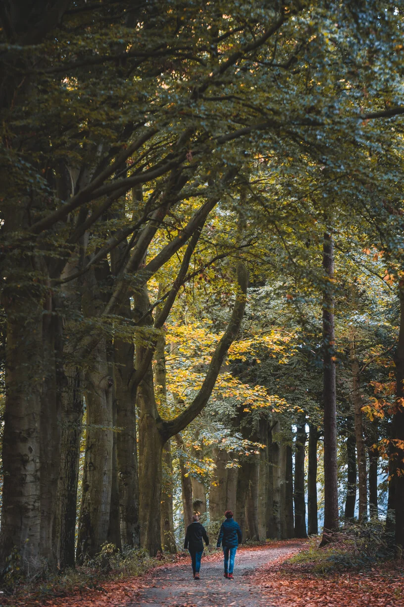 Forest Photography in Autumn — Dedication Photography