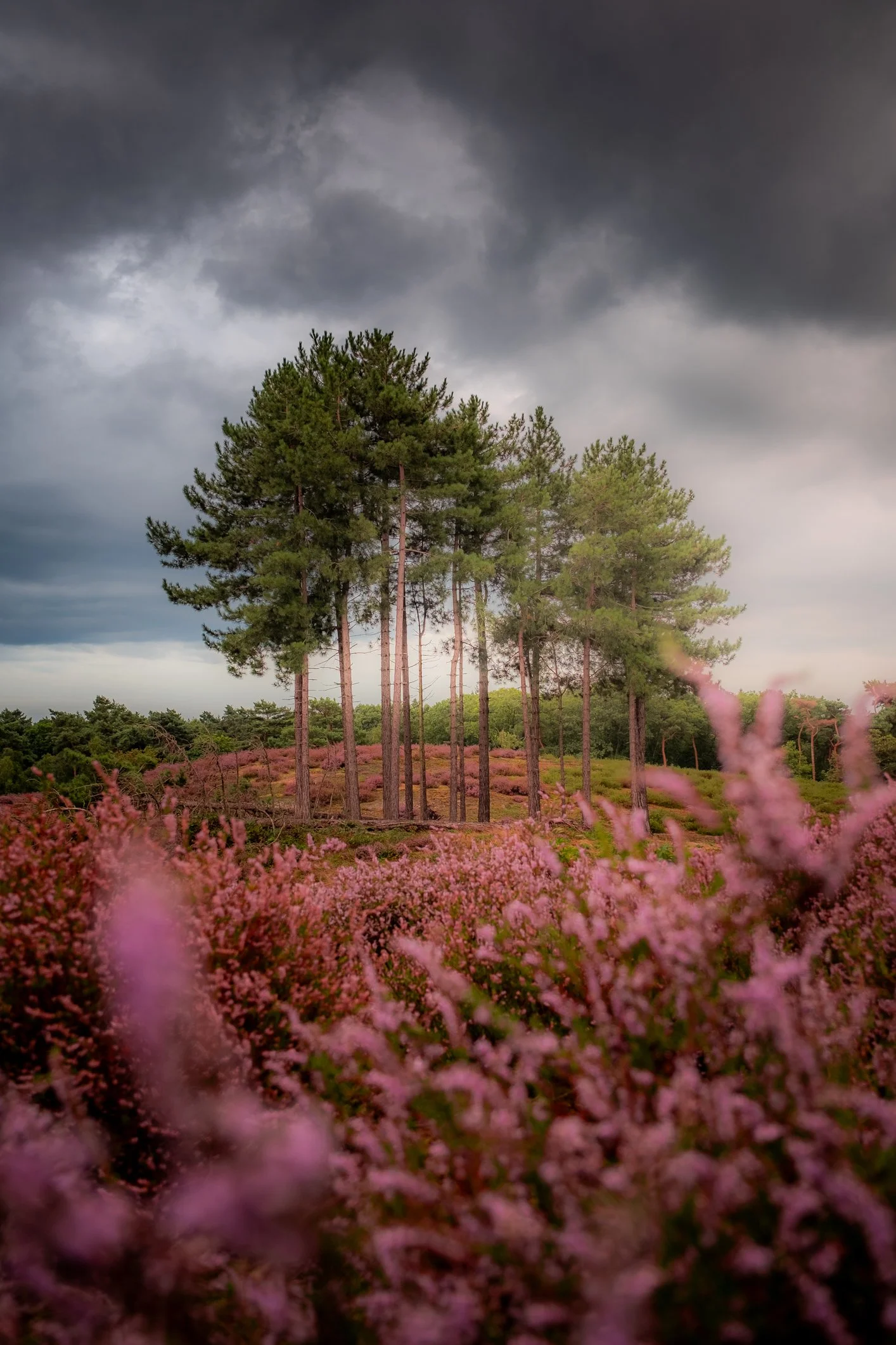 All about my recent photography adventures. — Dedication Photography