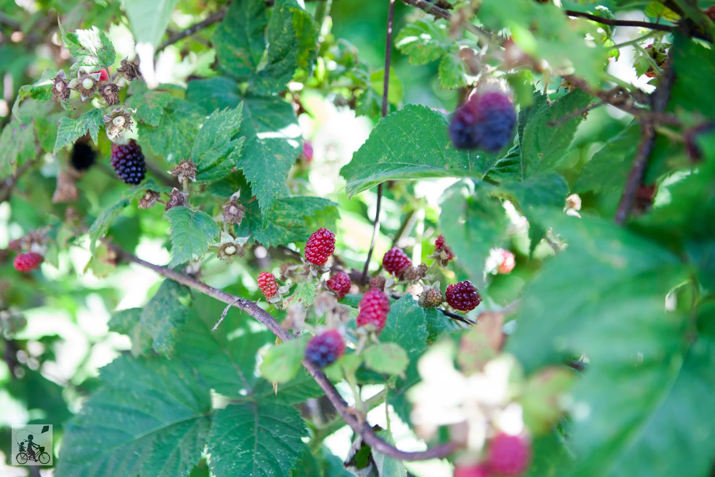 the bramble farm, langwarrin — mamma knows south
