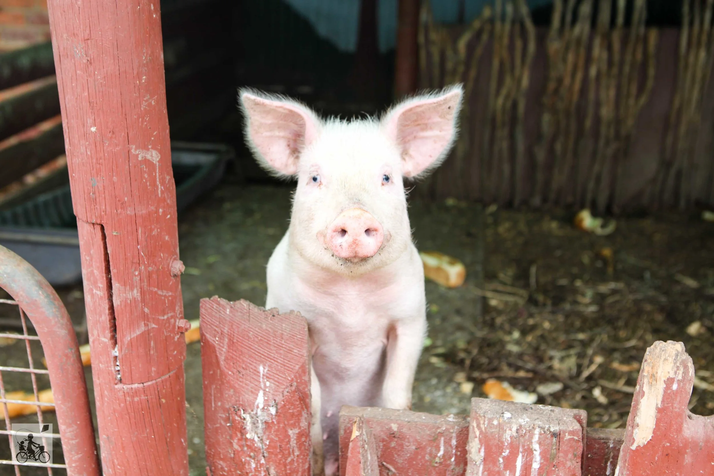 rain hayne and shine animal farm, balnarring — mamma knows south