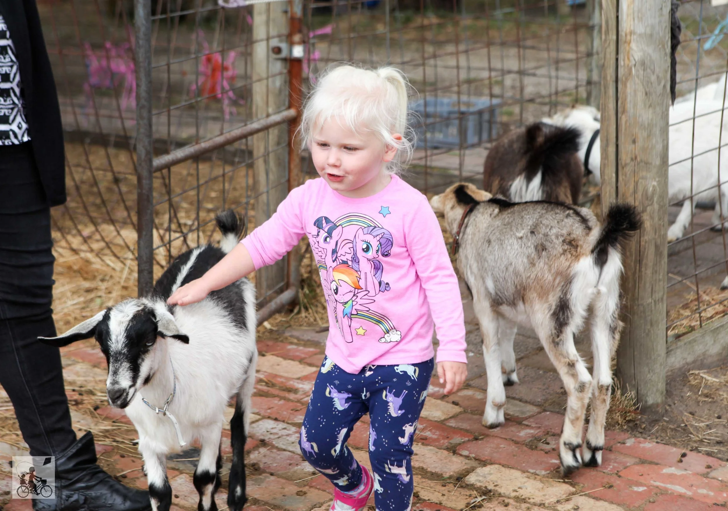 rain hayne and shine animal farm, balnarring — mamma knows south