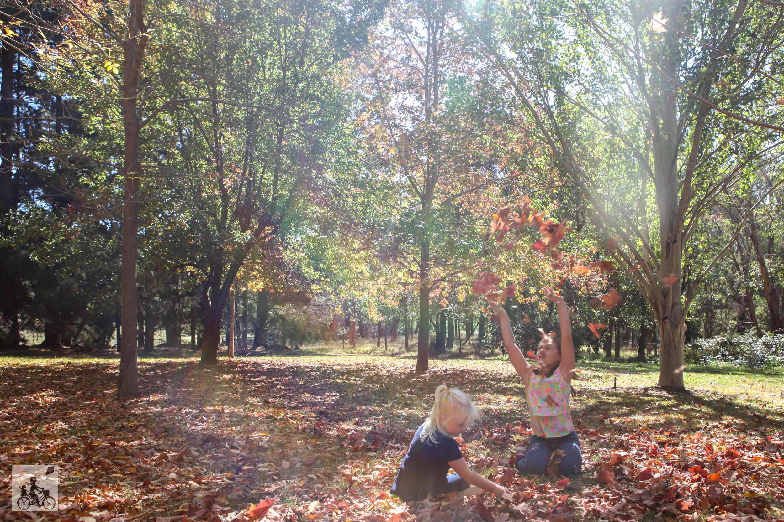 Ashcombe Maze and Lavender Gardens, Shoreham — mamma knows south