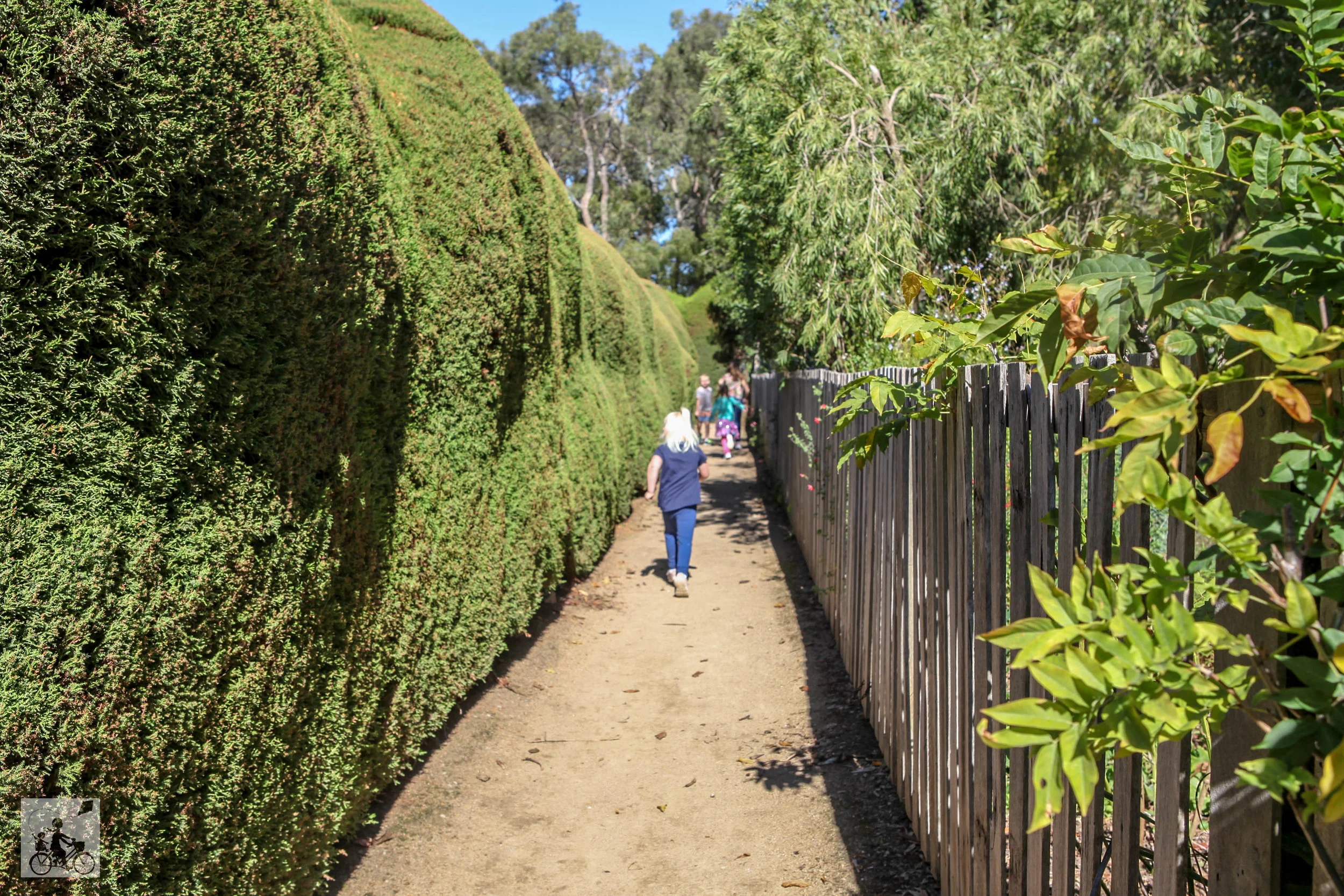 Ashcombe Maze and Lavender Gardens, Shoreham — mamma knows south