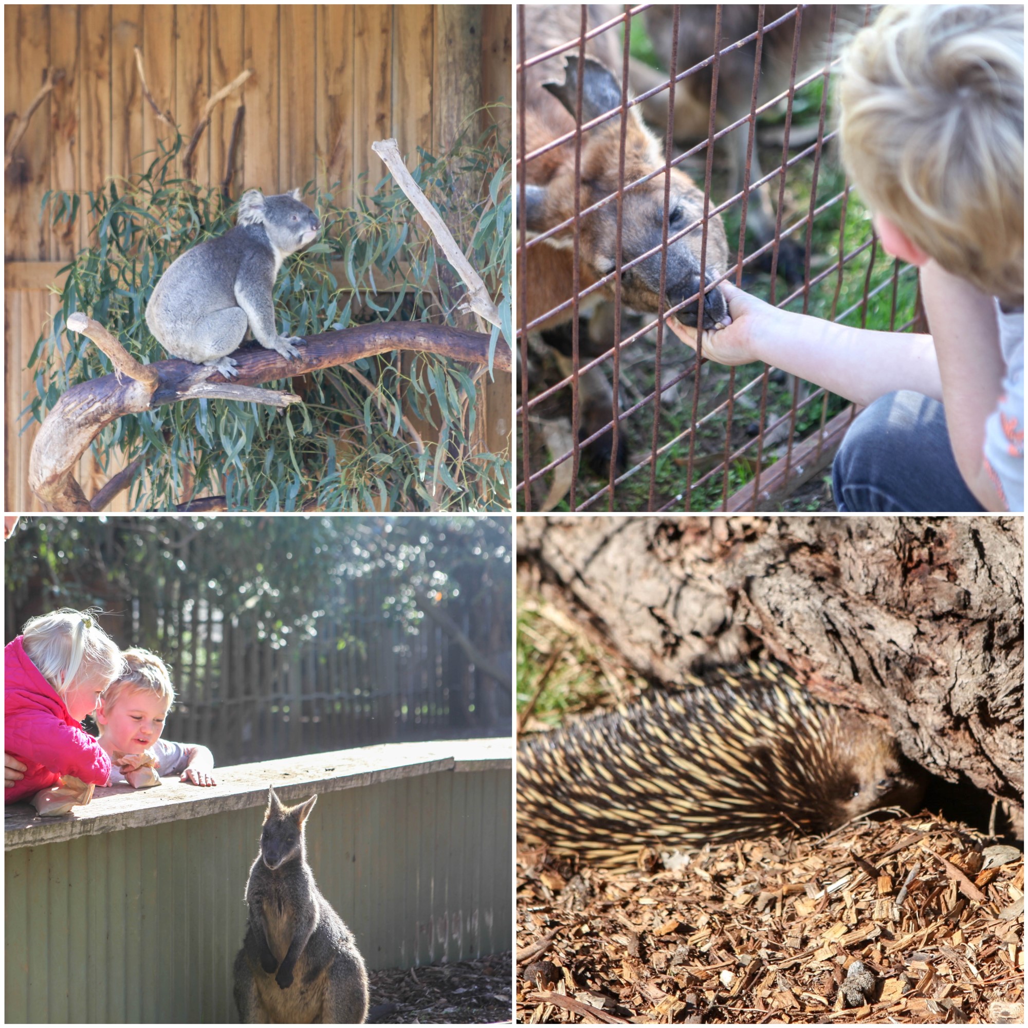 phillip island wildlife park, cowes — mamma knows south