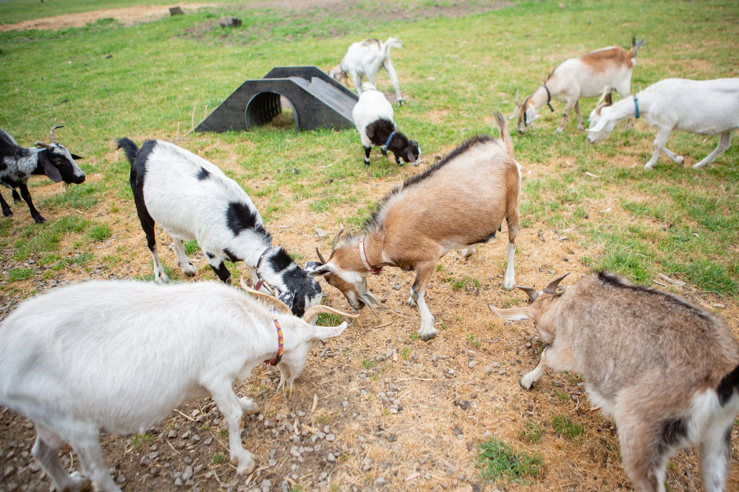 rain hayne and shine animal farm, balnarring — mamma knows south