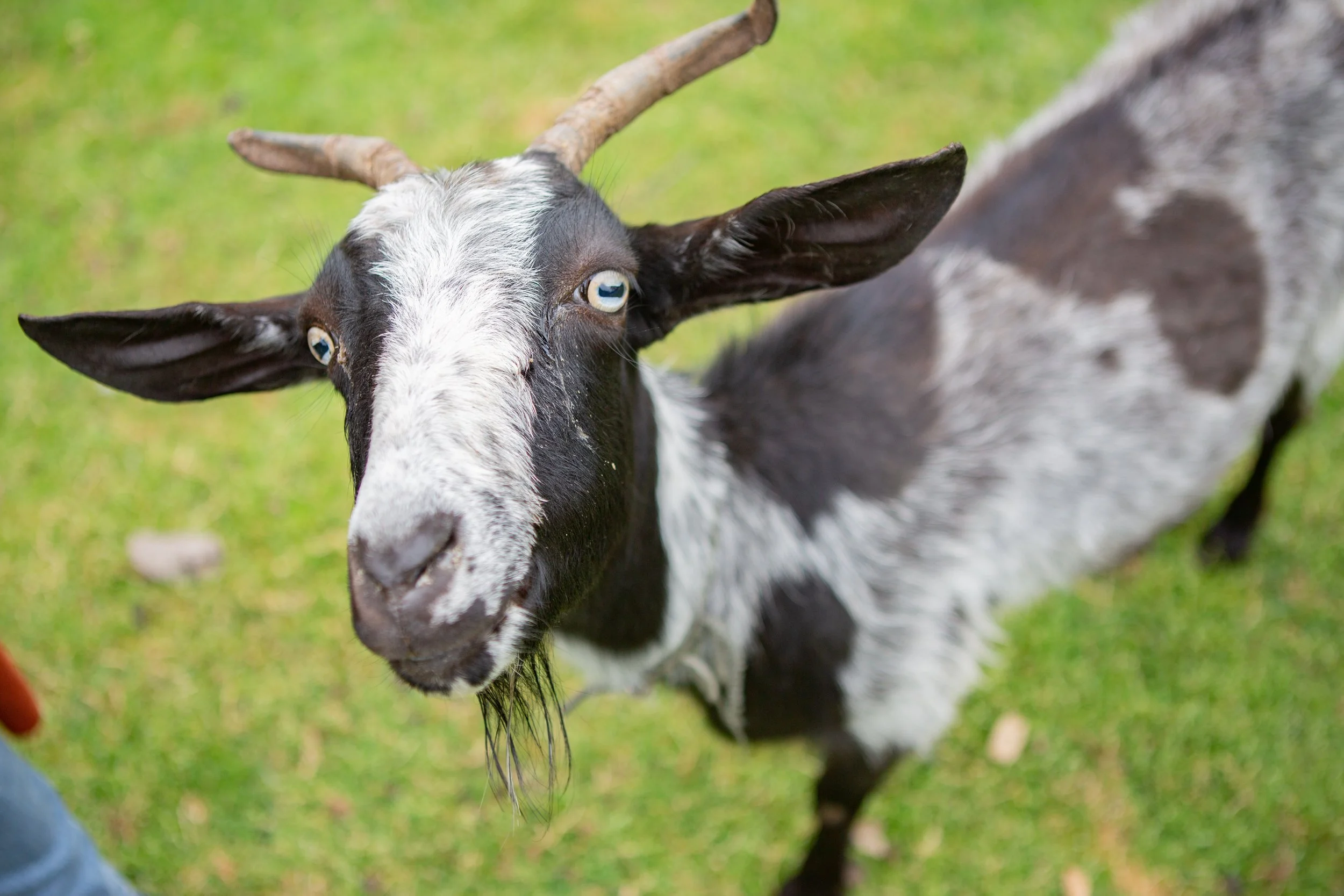 rain hayne and shine animal farm, balnarring — mamma knows south