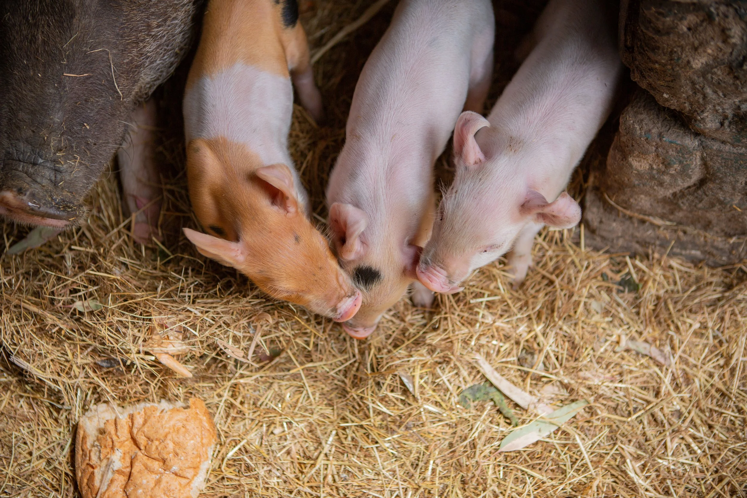 rain hayne and shine animal farm, balnarring — mamma knows south