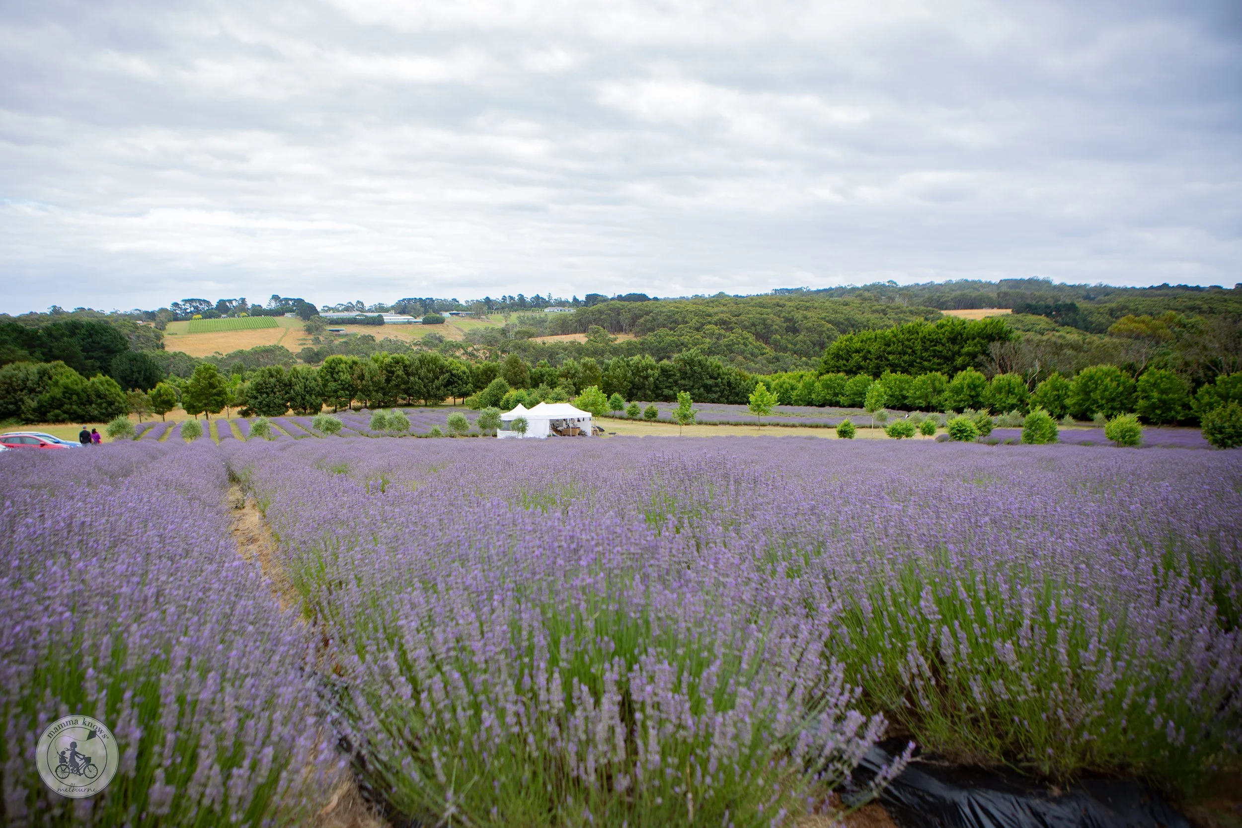 Red Hill Lavender Farm, Red Hill — mamma knows south