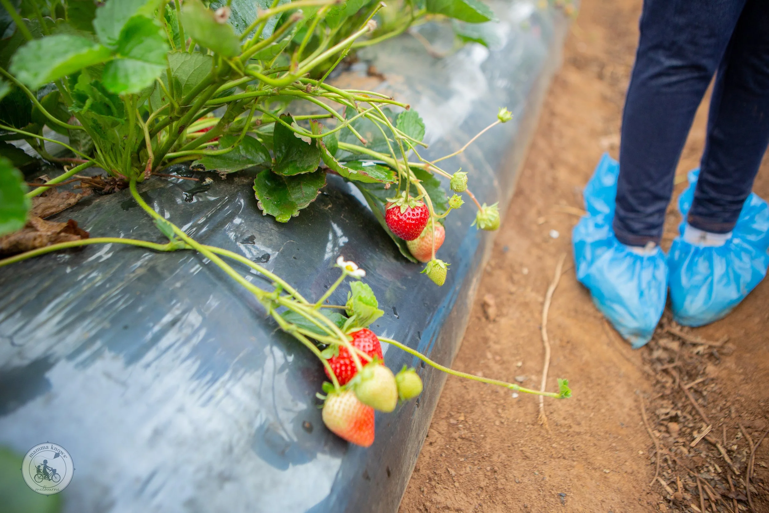 Rocky Creek Strawberry Farm, Main Ridge — mamma knows south
